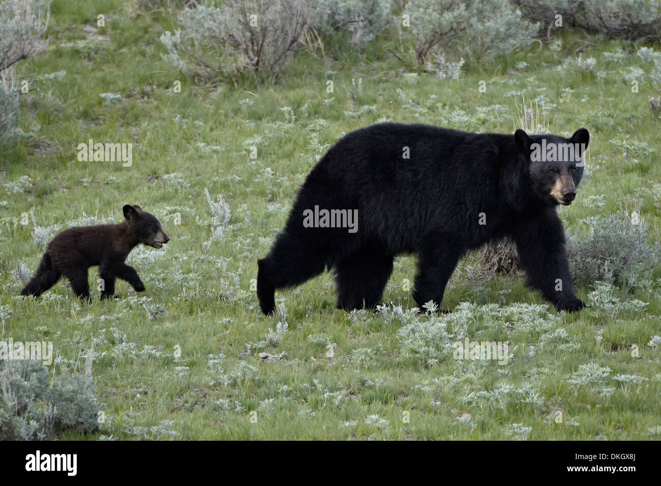 Black bear (Ursus americanus) sow and a cub of the year, Yellowstone ...