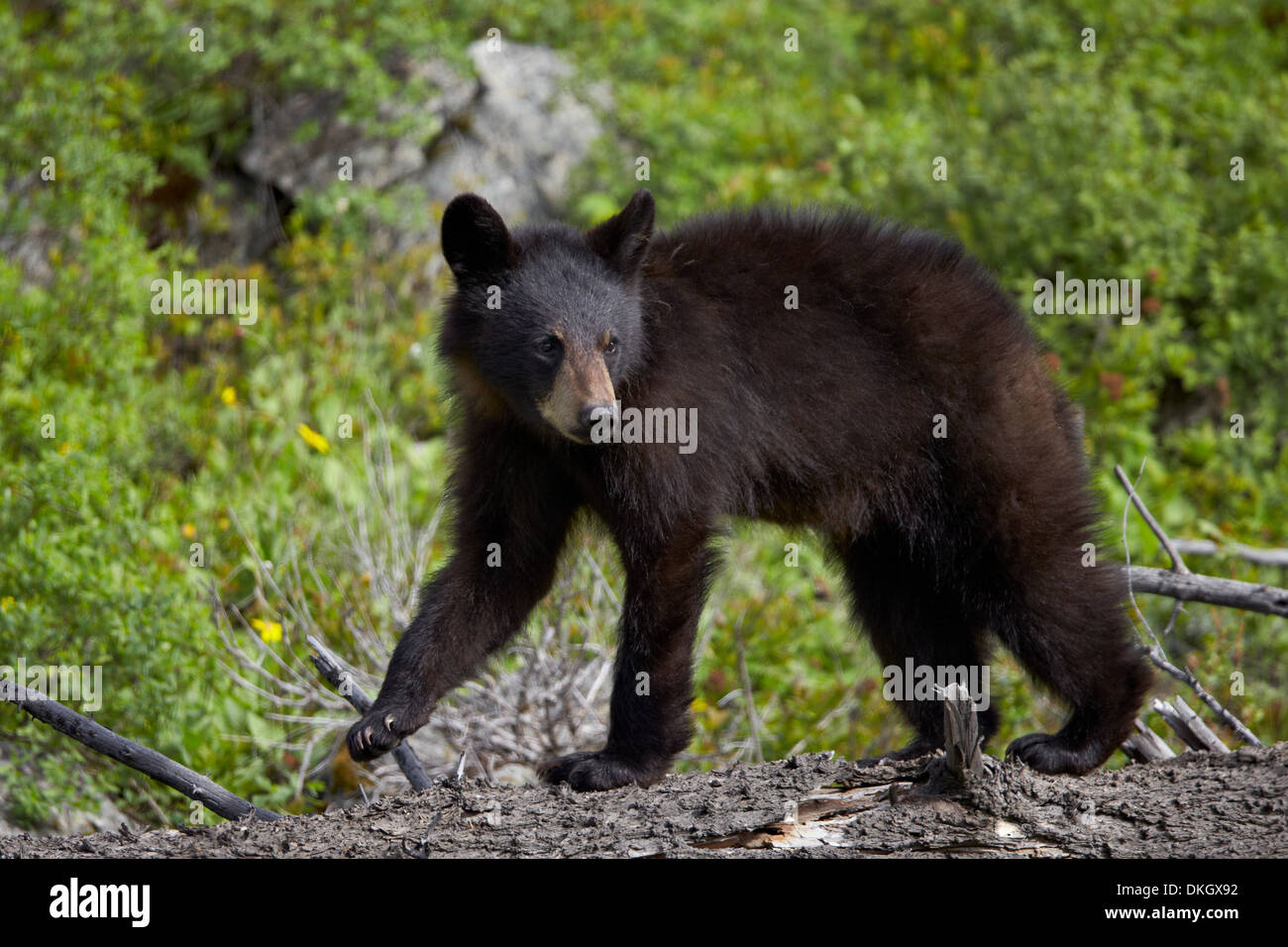 Black bear (Ursus americanus) yearling cub, Yellowstone National Park ...