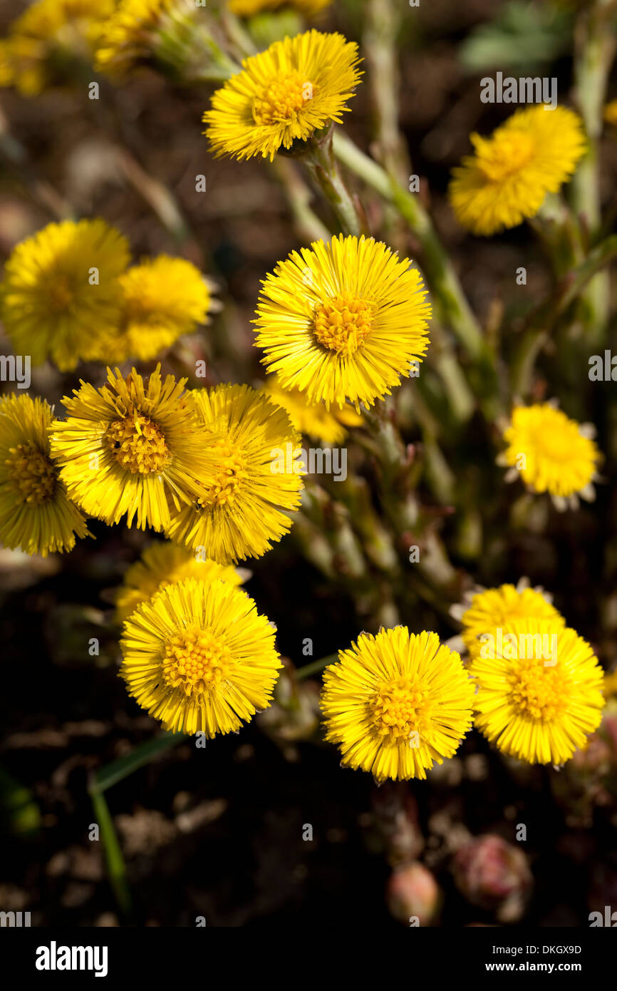 yellow clump coltsfoot (Tussilago farfara) as background Stock Photo ...