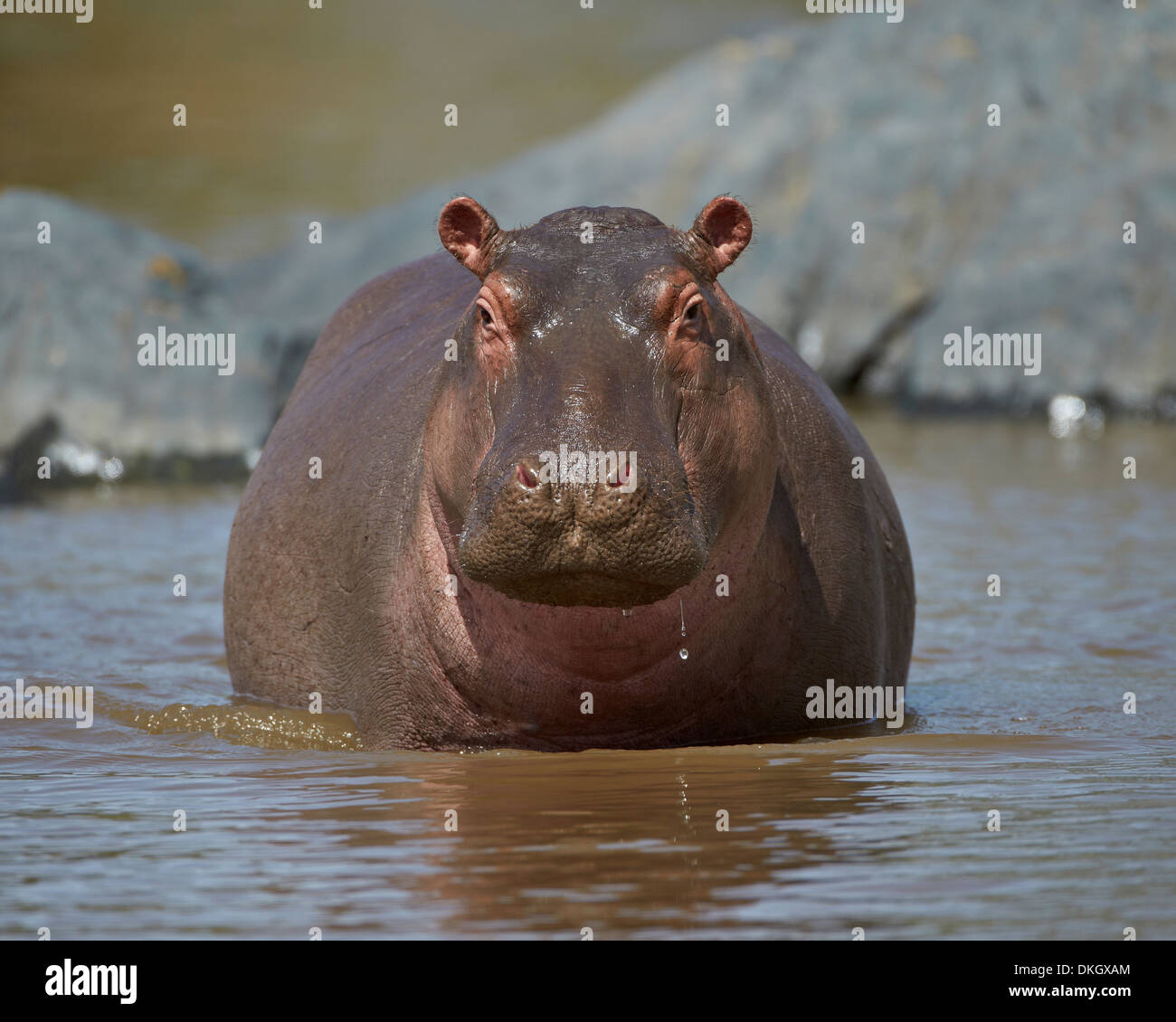 Hippopotamus (Hippopotamus amphibius) in shallow water, Serengeti ...