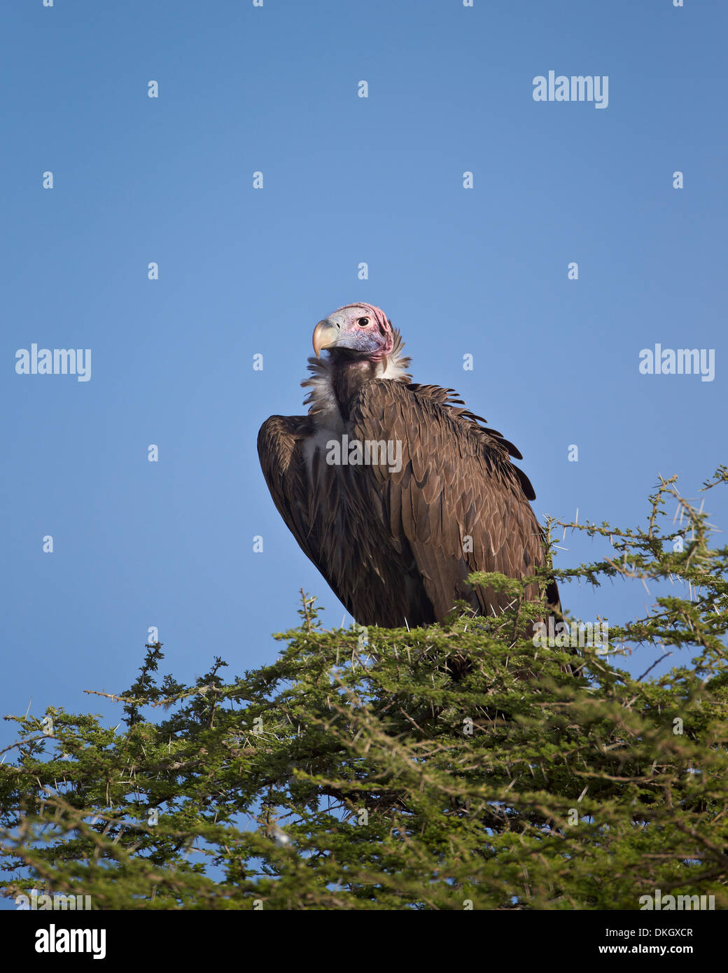Vulture front view hi-res stock photography and images - Alamy