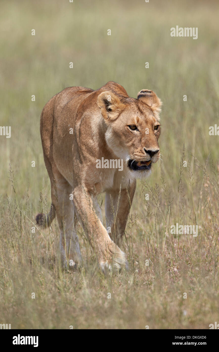 Lioness panthera hi-res stock photography and images - Alamy