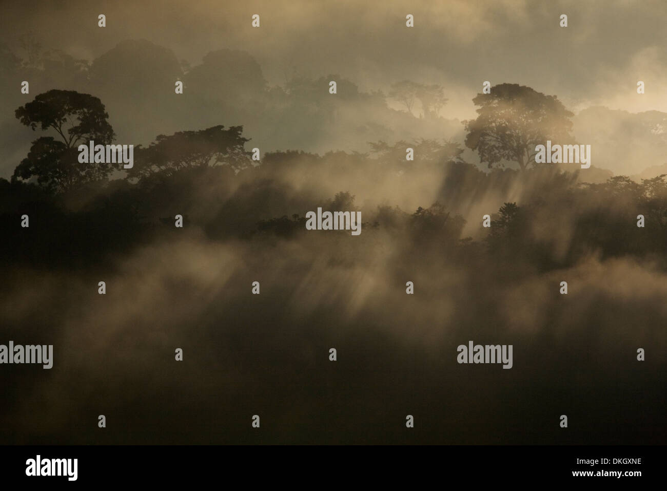 Rising rainforest mist, Peru, South America Stock Photo - Alamy