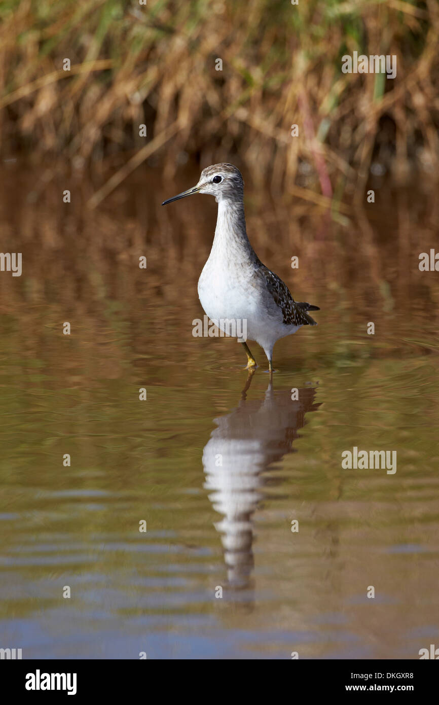 Wood sandpiper (Tringa glareola), Serengeti National Park, Tanzania ...