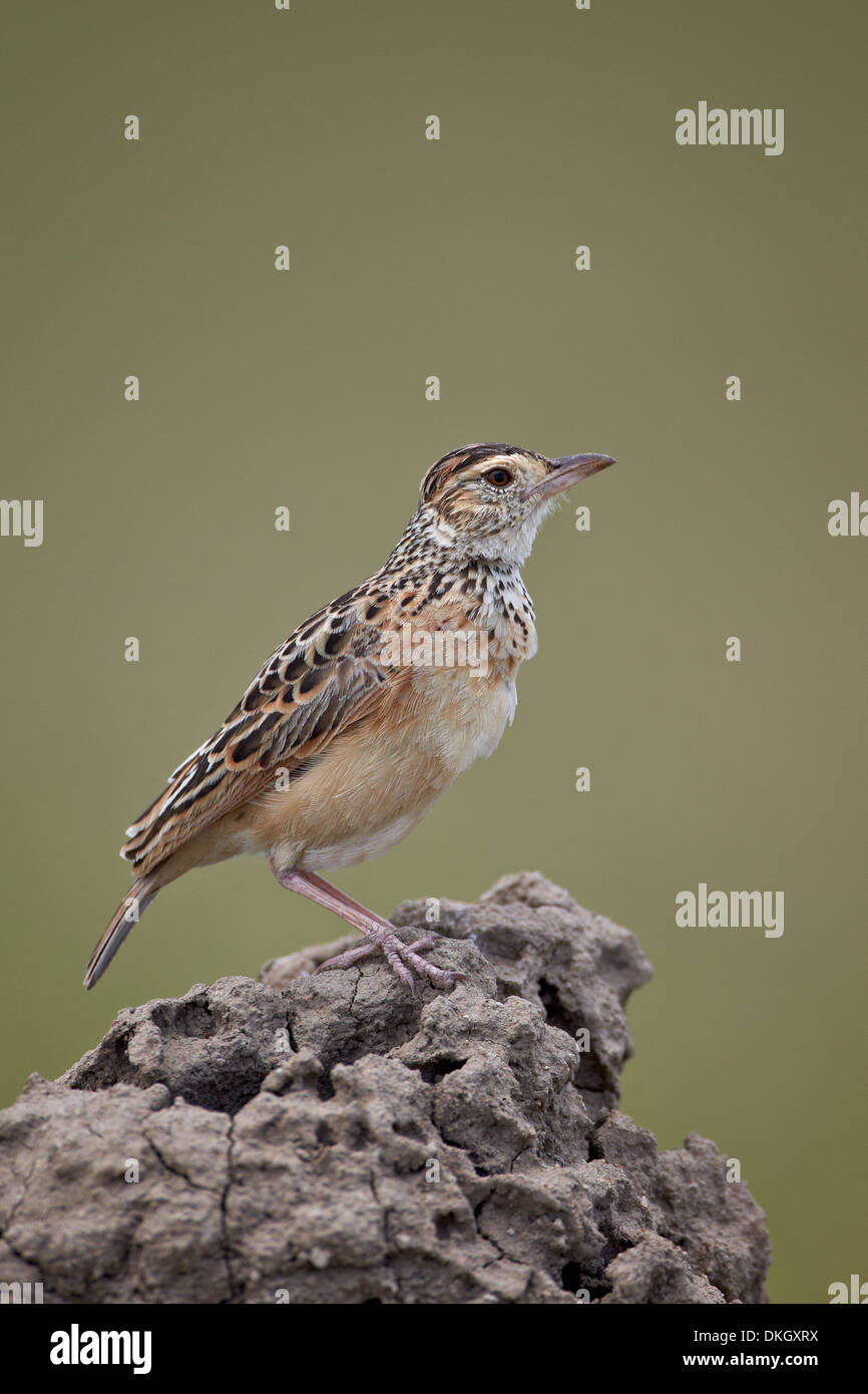 Mirafra africa hi-res stock photography and images - Alamy