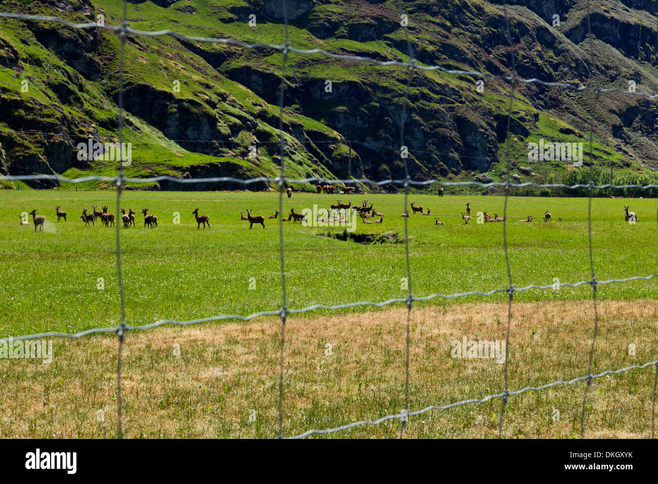 Venison farm on the plush farmlands of the South Island of New Zealand ...