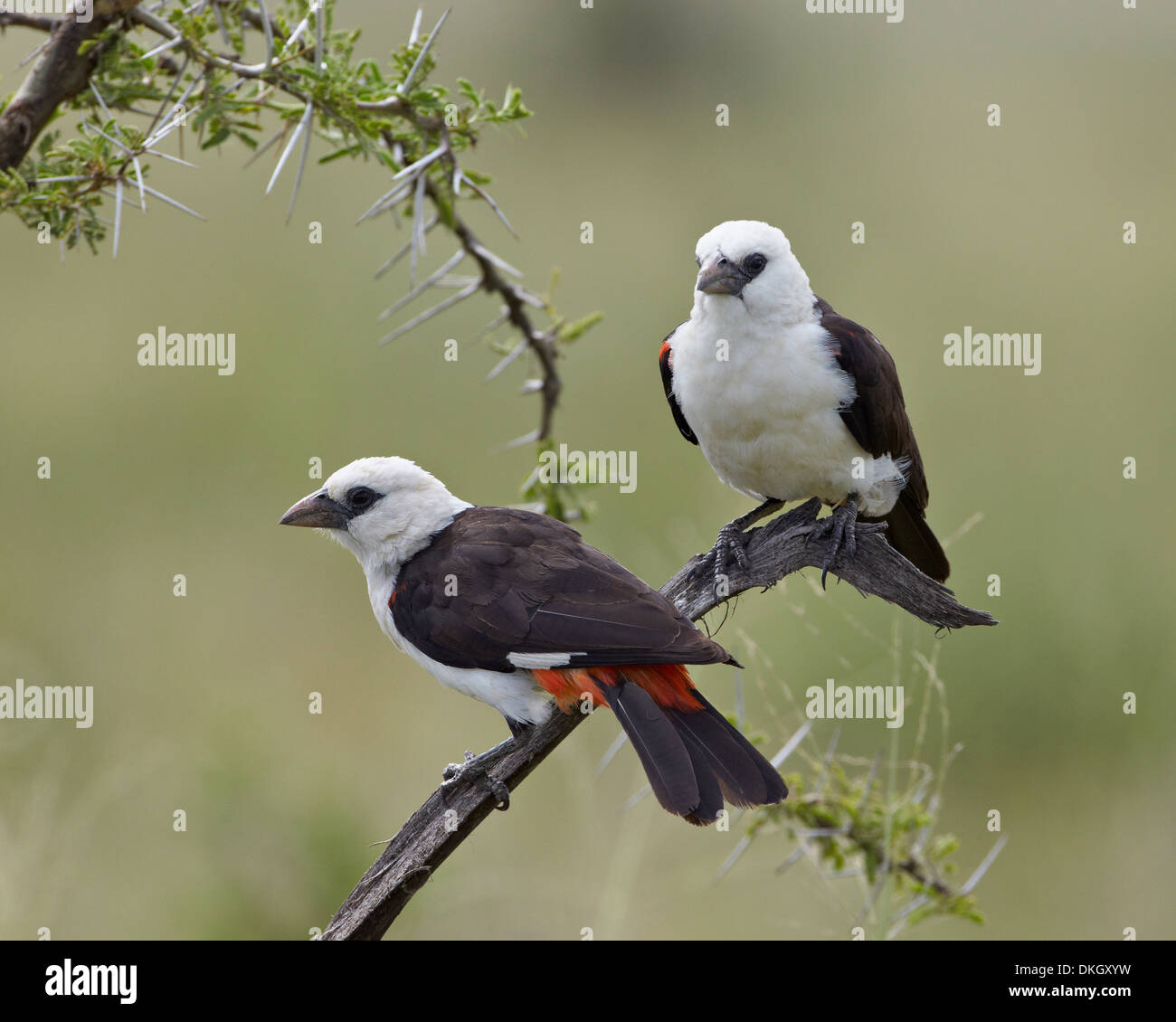 Two white-headed buffalo-weaver (Dinemellia dinemelli), Serengeti ...