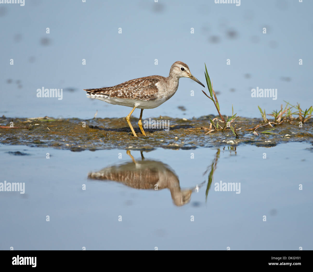 Immature wood sandpiper (Tringa glareola), Serengeti National Park ...