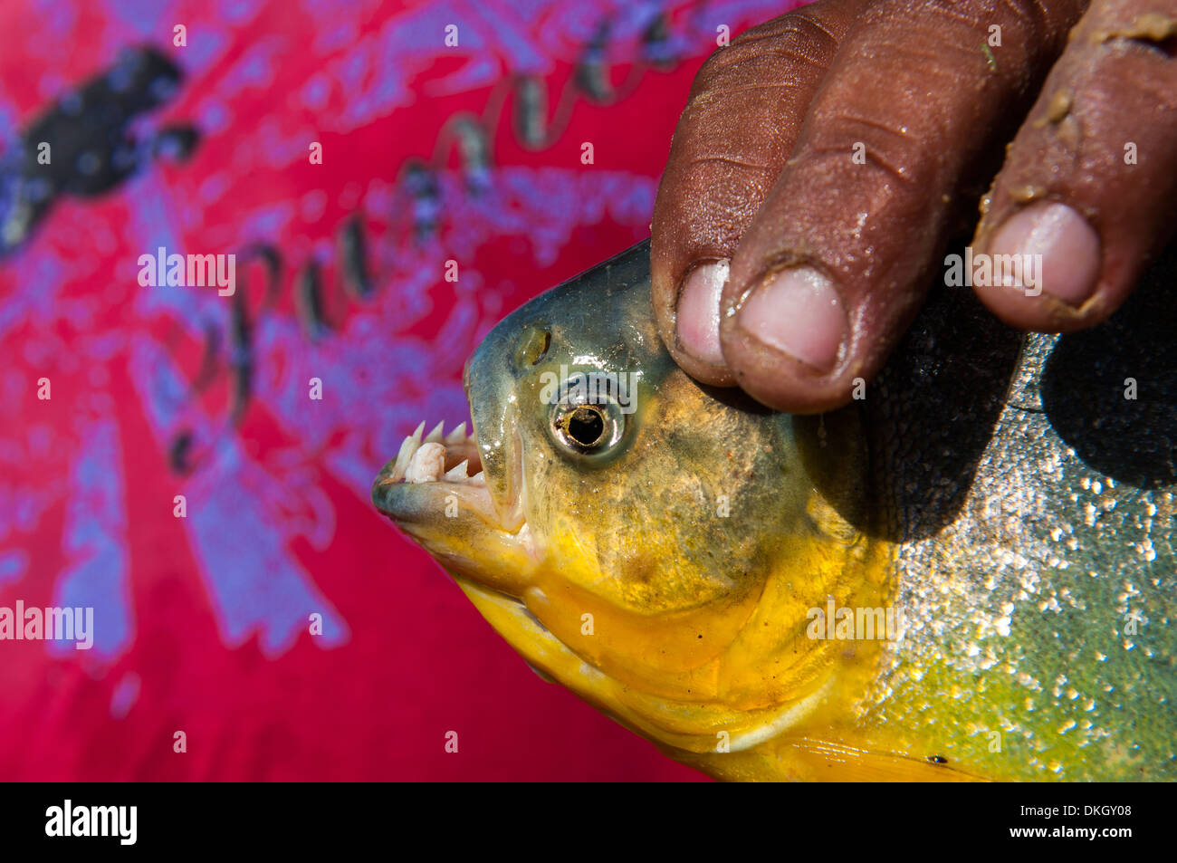 Piranha teeth hi-res stock photography and images - Alamy