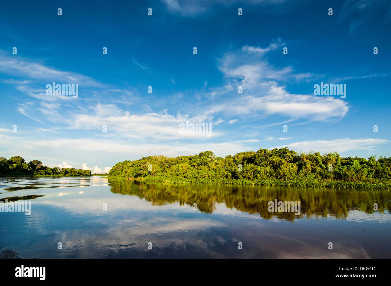 Trees reflecting in the water in a river in the Pantanal, UNESCO World ...
