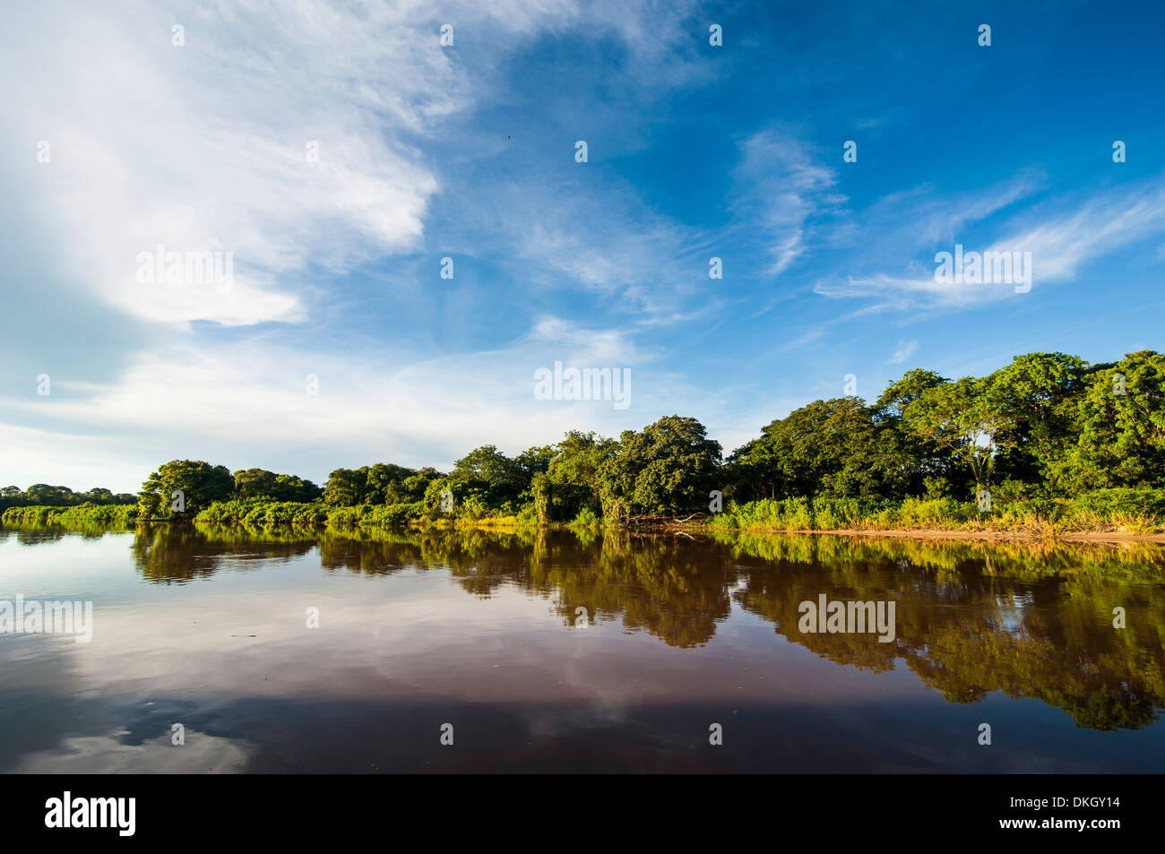 Trees reflecting in the water in a river in the Pantanal, UNESCO World ...