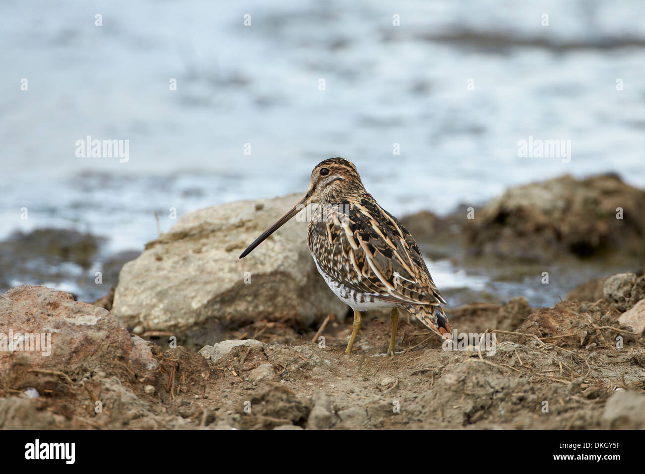 Common snipe (Gallinago gallinago), Serengeti National Park, Tanzania ...