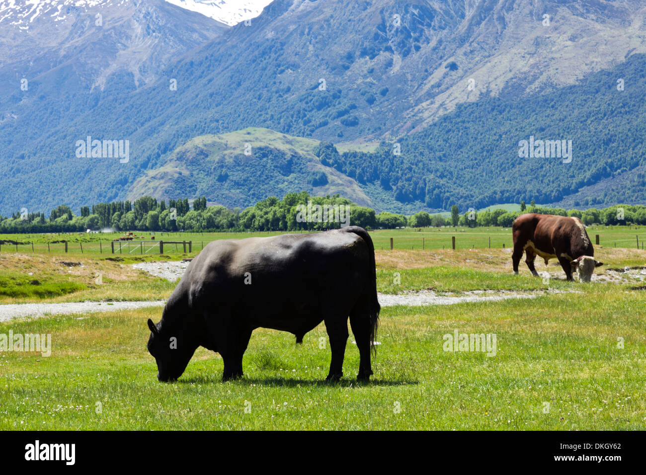 Two bulls feed in a paddock on a New Zealand South Island farm Stock ...