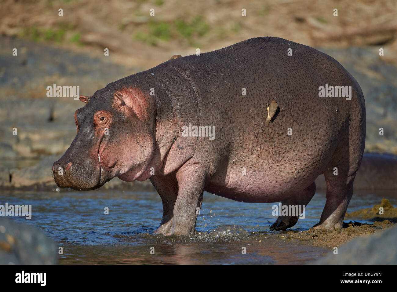 Hippopotamus (Hippopotamus amphibius) in shallow water, Serengeti ...