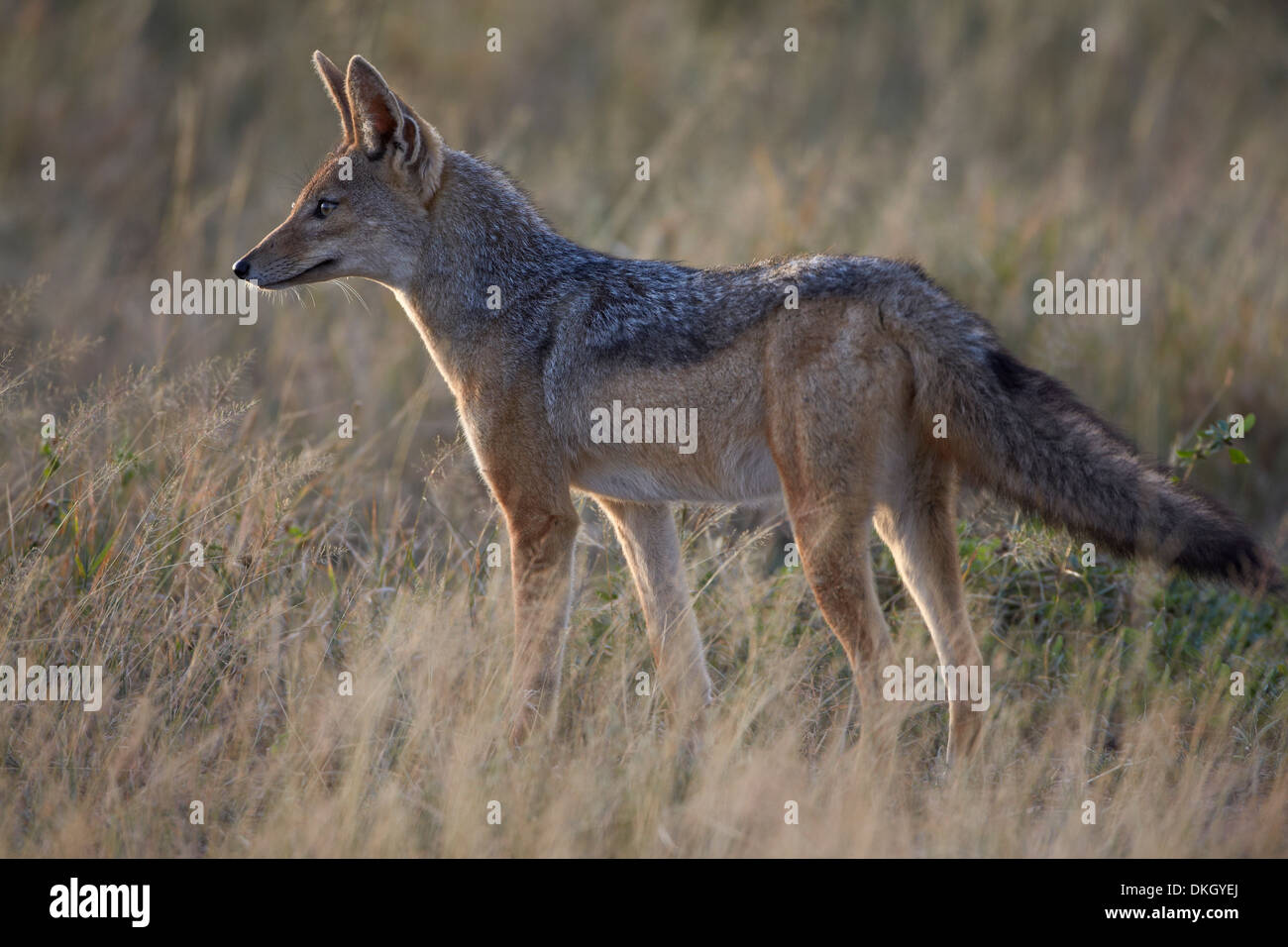 Silver jackal hi-res stock photography and images - Alamy