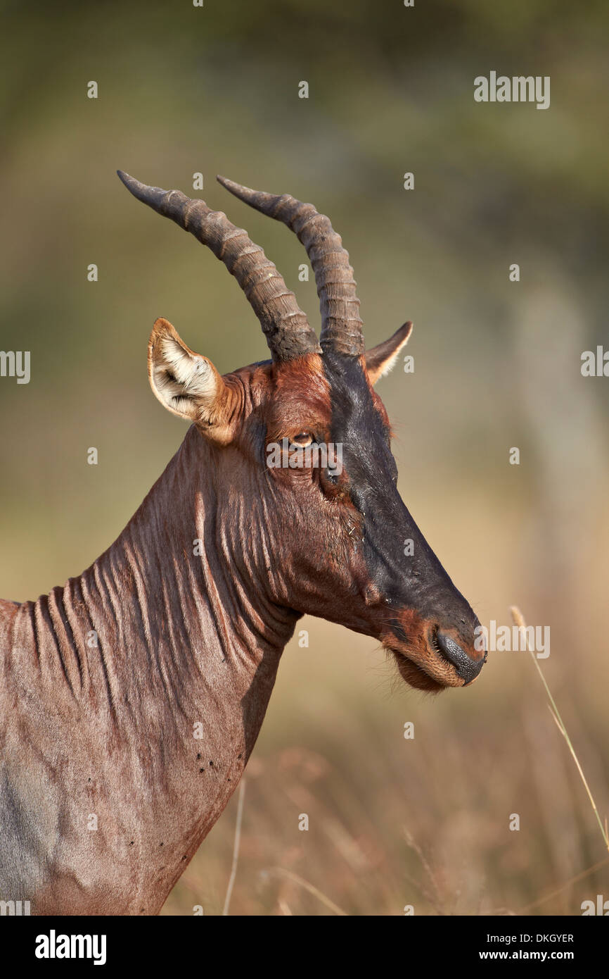 Topi (tsessebe) (Damaliscus lunatus), Serengeti National Park, Tanzania ...