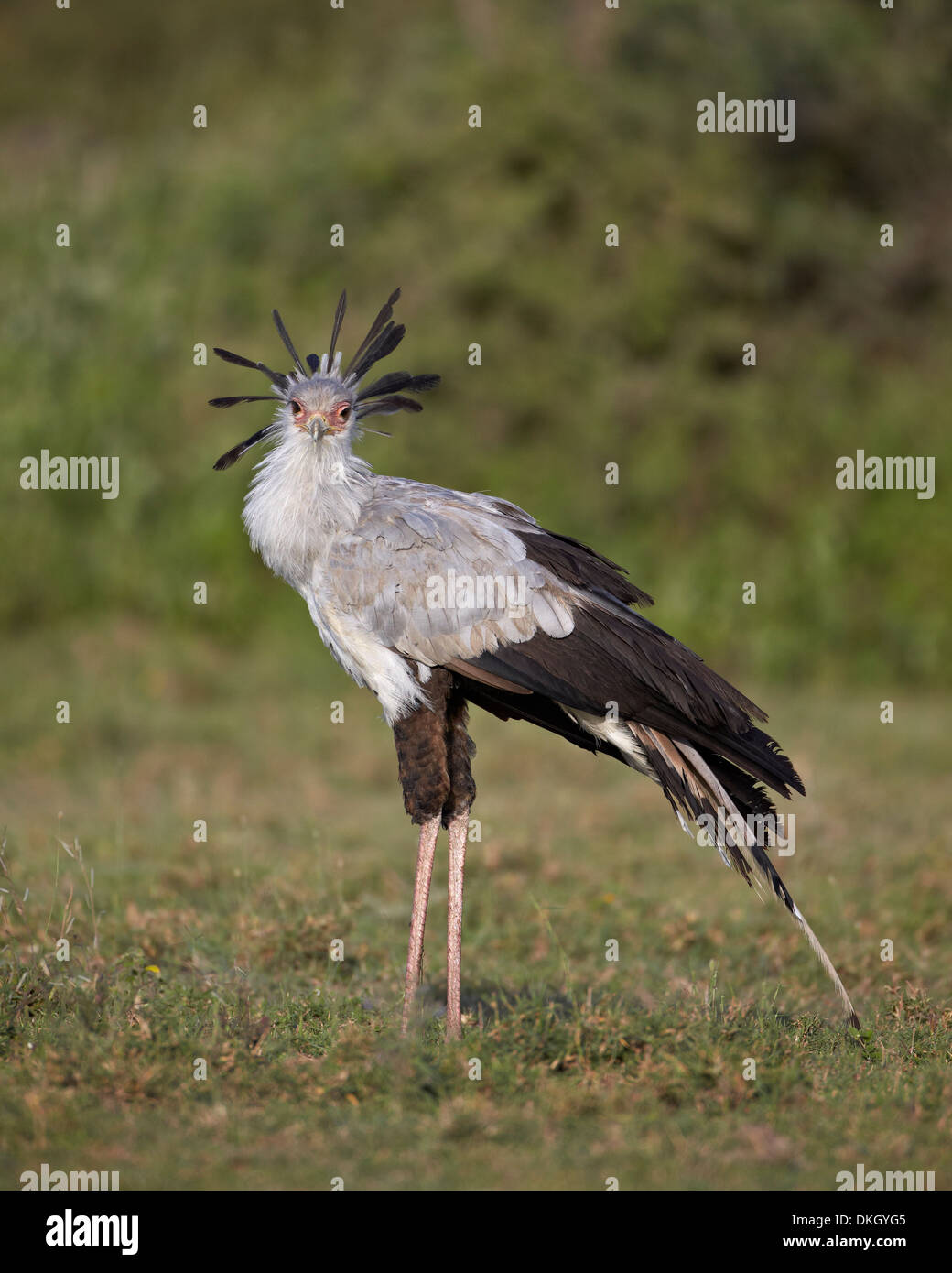 Sagittarius serpentarius hi-res stock photography and images - Alamy