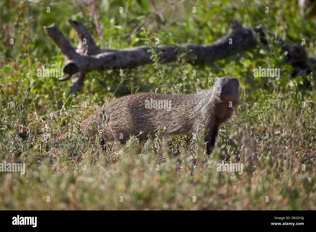 Water Mongoose Mongoose | Species & Facts | Britannica