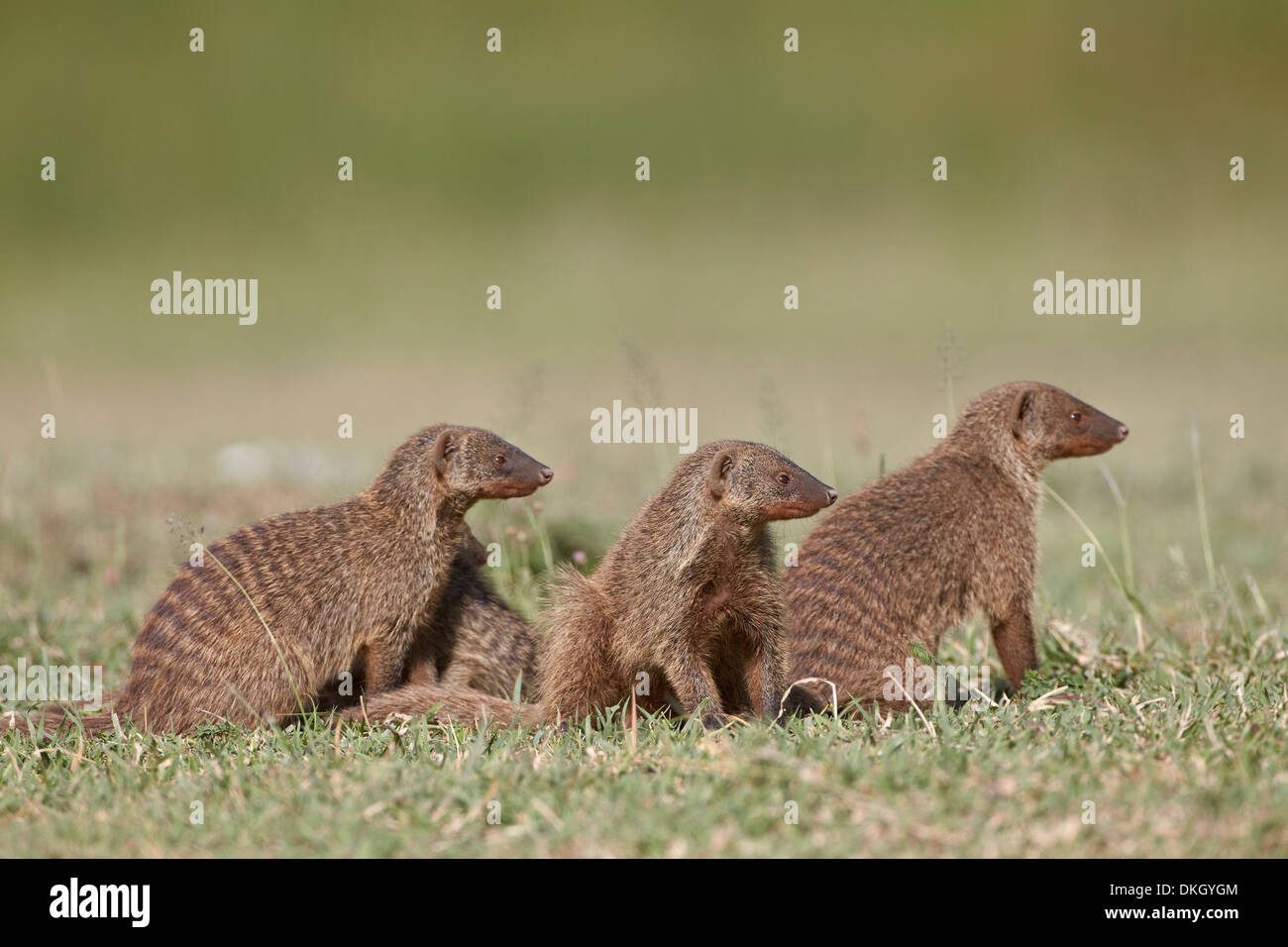 Mungos mungos hi-res stock photography and images - Alamy
