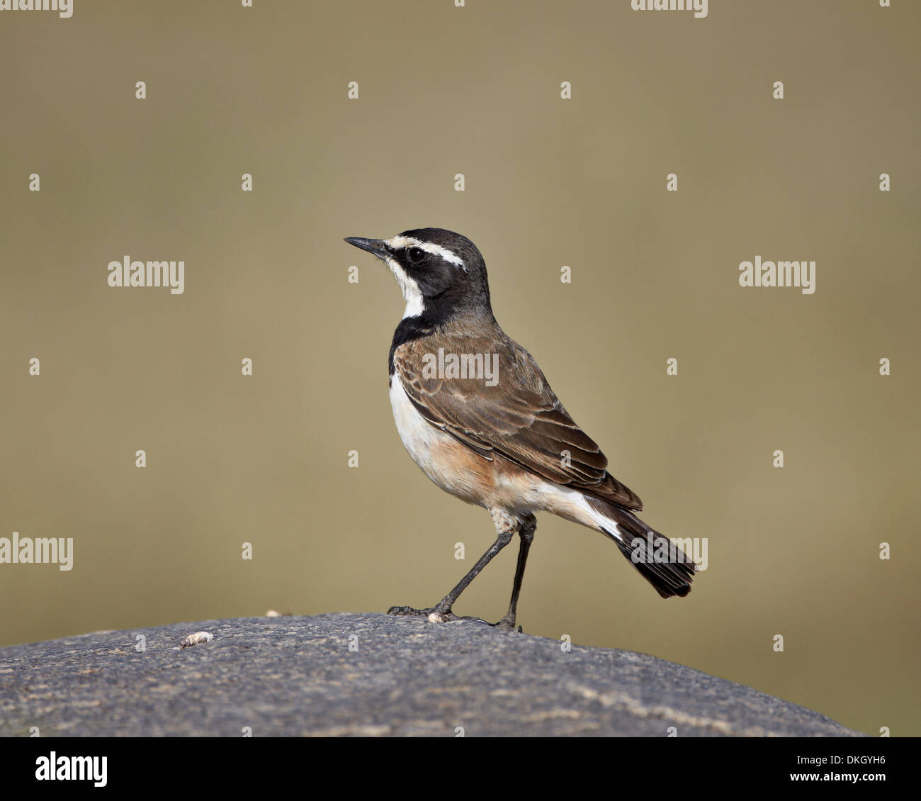 Oenanthe pileata hi-res stock photography and images - Alamy
