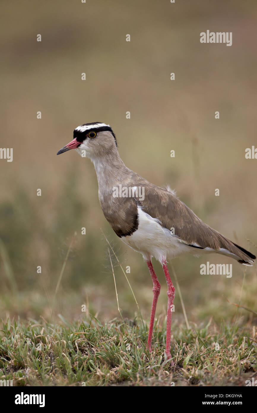 Crowned plover standing hi-res stock photography and images - Alamy