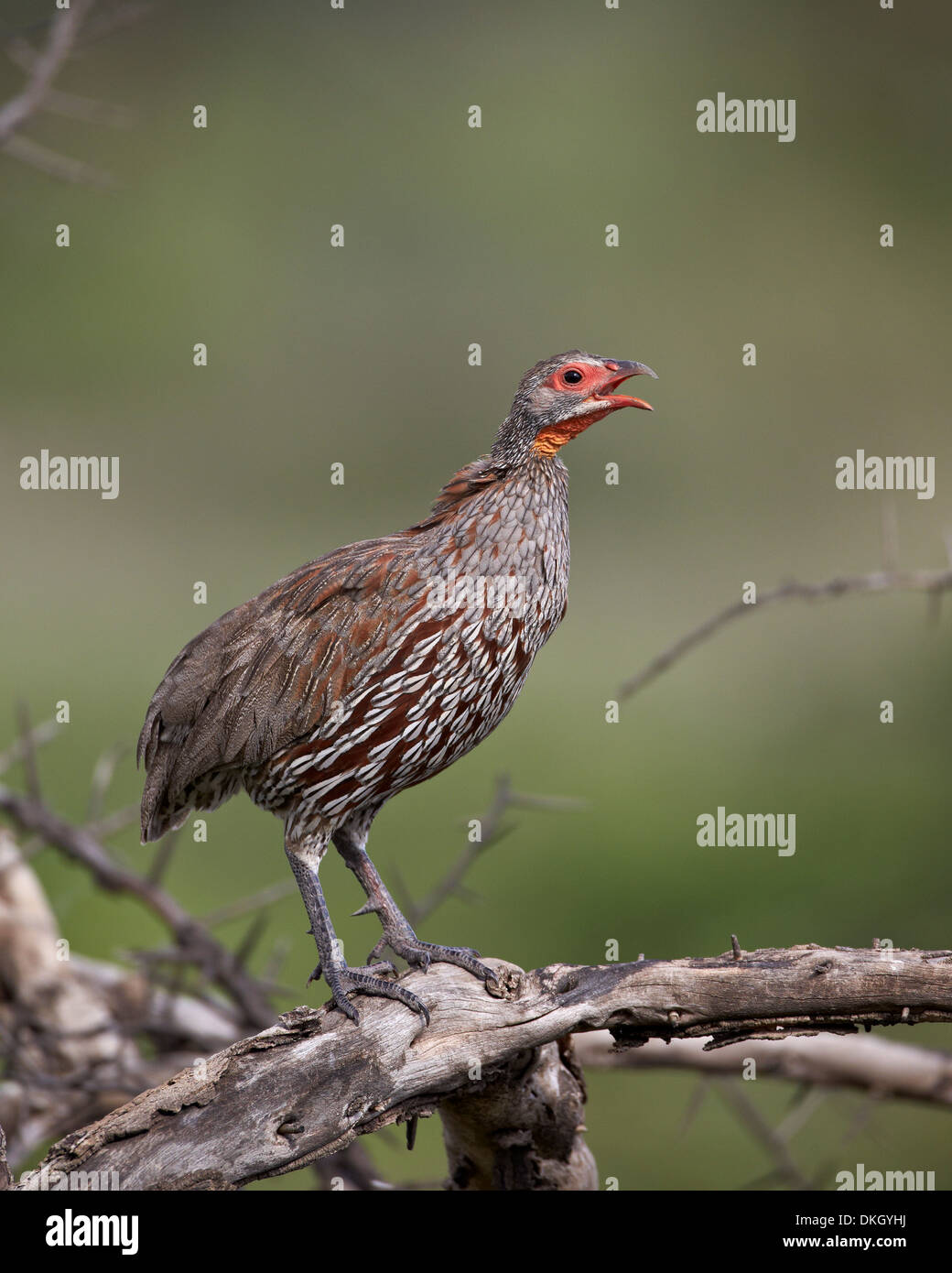 Grey-breasted spurfowl (Francolinus rufopictus), Serengeti National ...