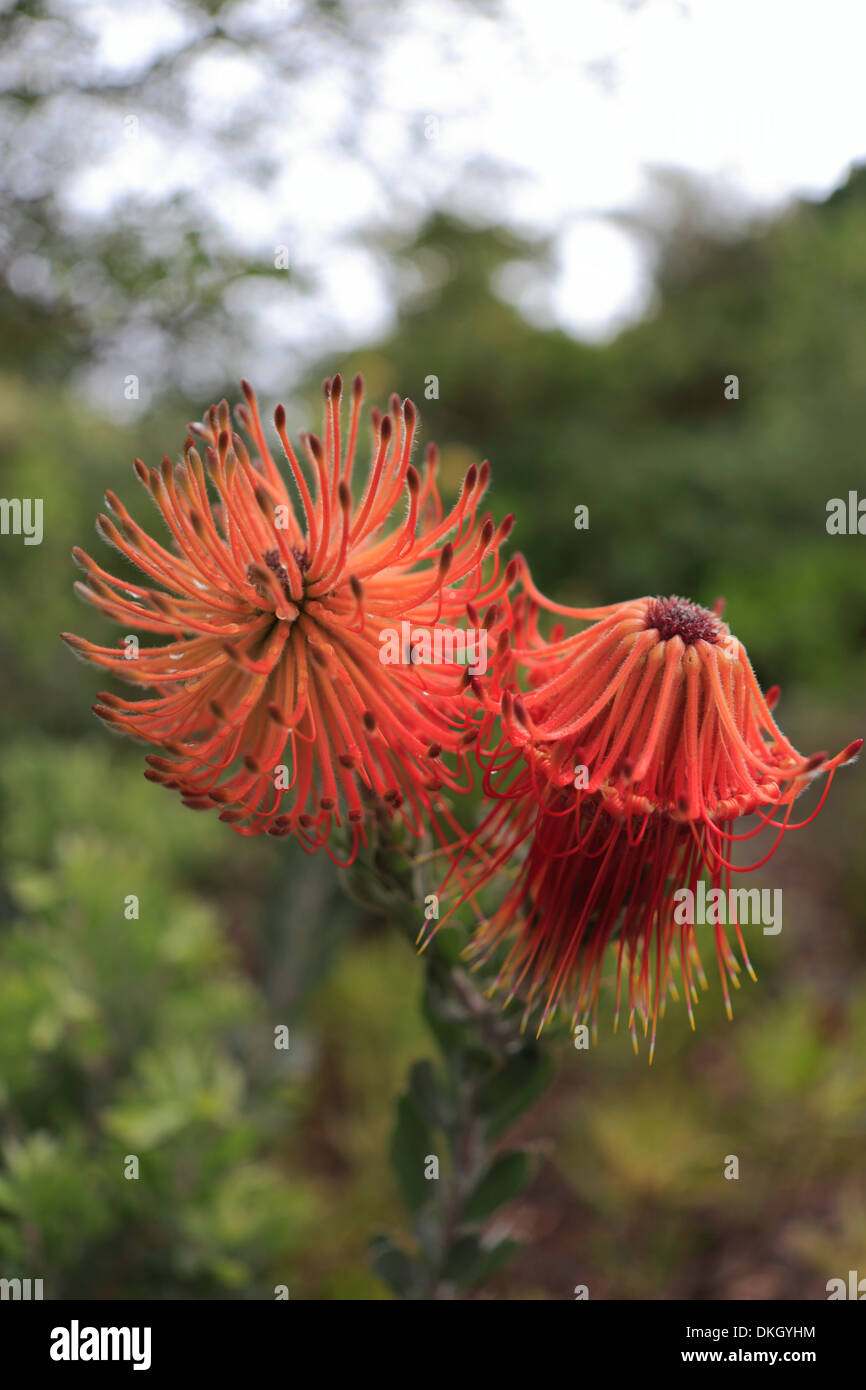 Two Leucospermum (pincushion) flower heads in different stages of ...