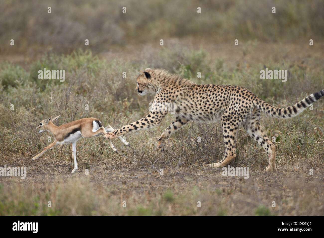 Cheetah (Acinonyx jubatus) cub chasing a baby Thomson's gazelle ...