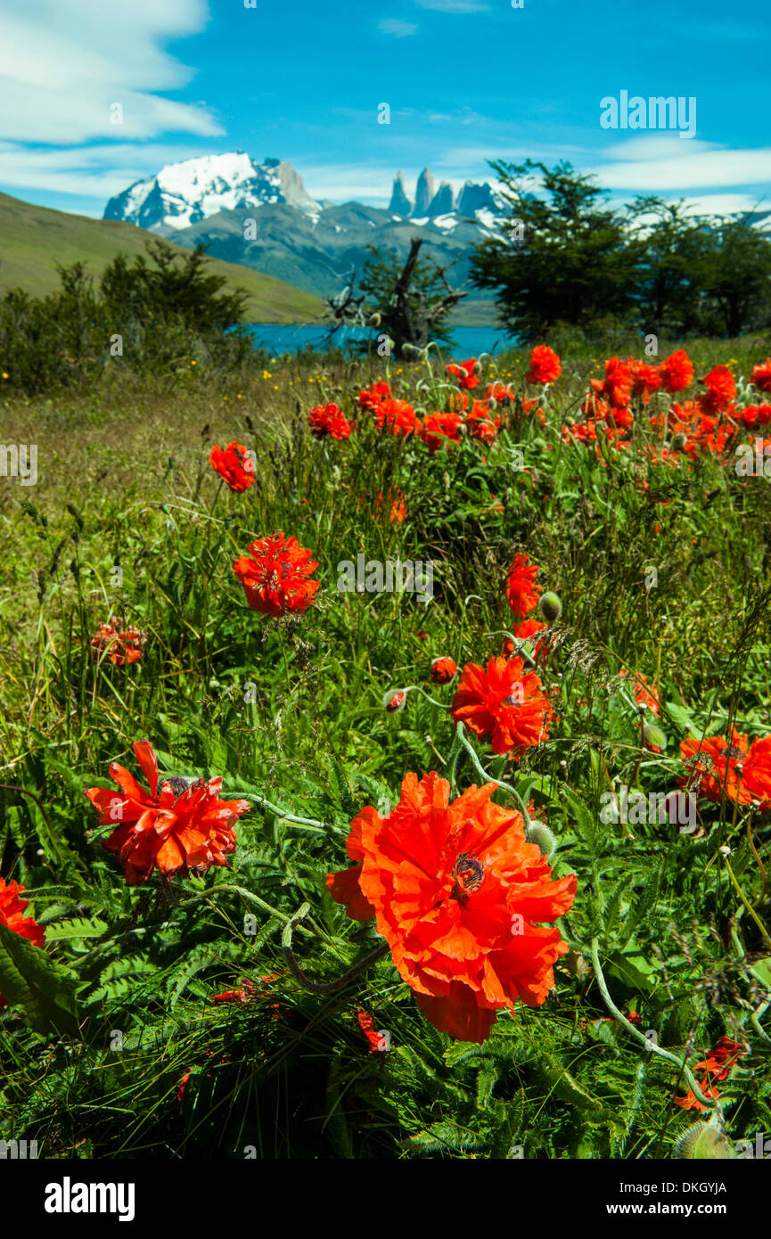 Blooming wild flowers in the Torres del Paine National Park, Patagonia ...