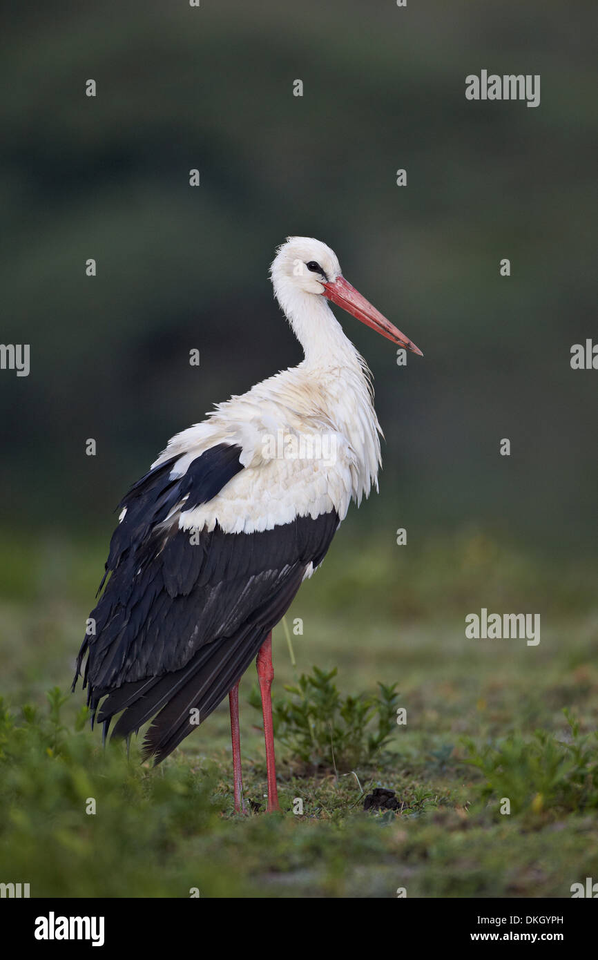White stork (Ciconia ciconia), Serengeti National Park, Tanzania, East ...