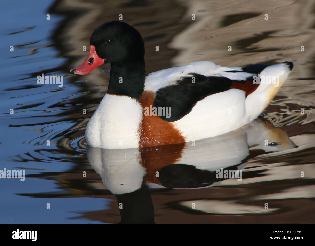 Detailed close up of a mature male Shelduck (Tadorna Tadorna Stock ...