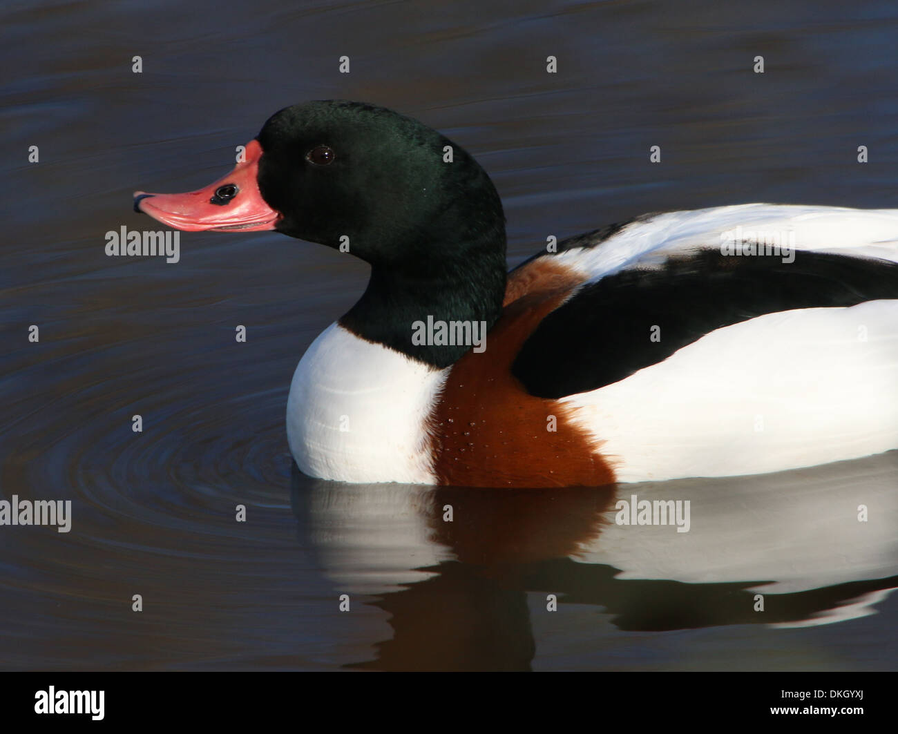 Pato de color blanco hi-res stock photography and images - Alamy