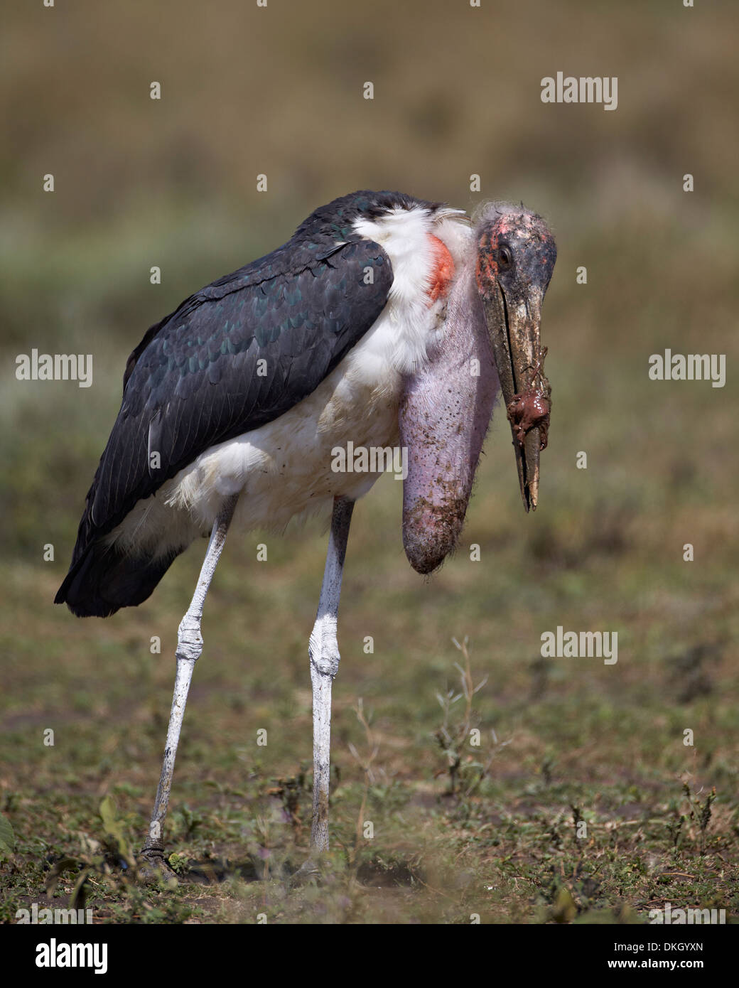 Marabou stork (Leptoptilos crumeniferus) with a full crop, Serengeti ...