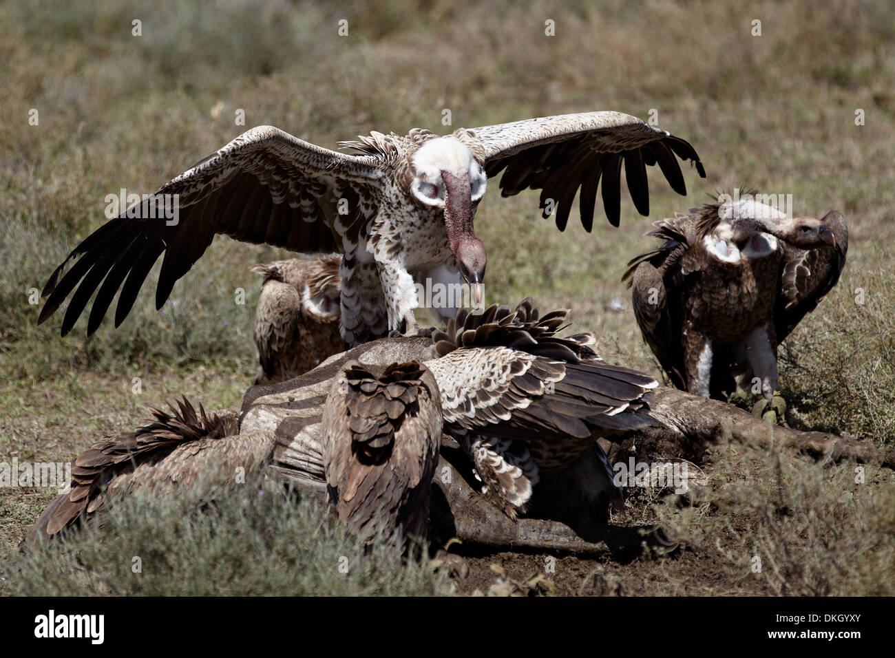 Vultures Eating Zebra