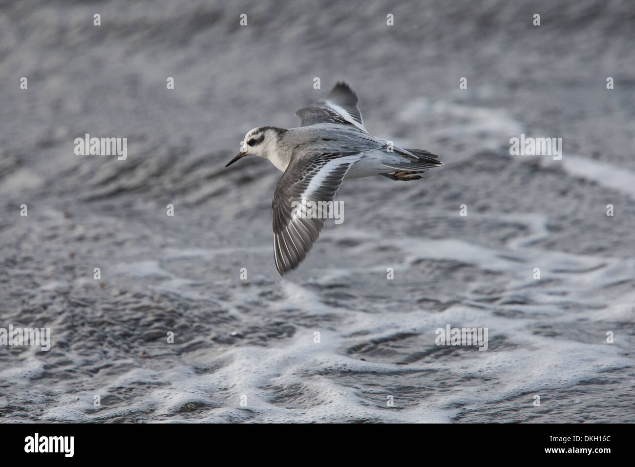 A migrant Grey Phalarope Phalaropus fulicarius (also known as Red ...
