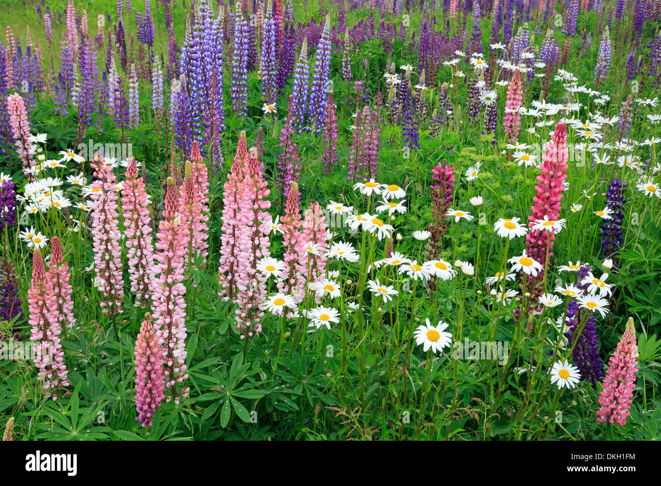 Lupin us hi-res stock photography and images - Alamy