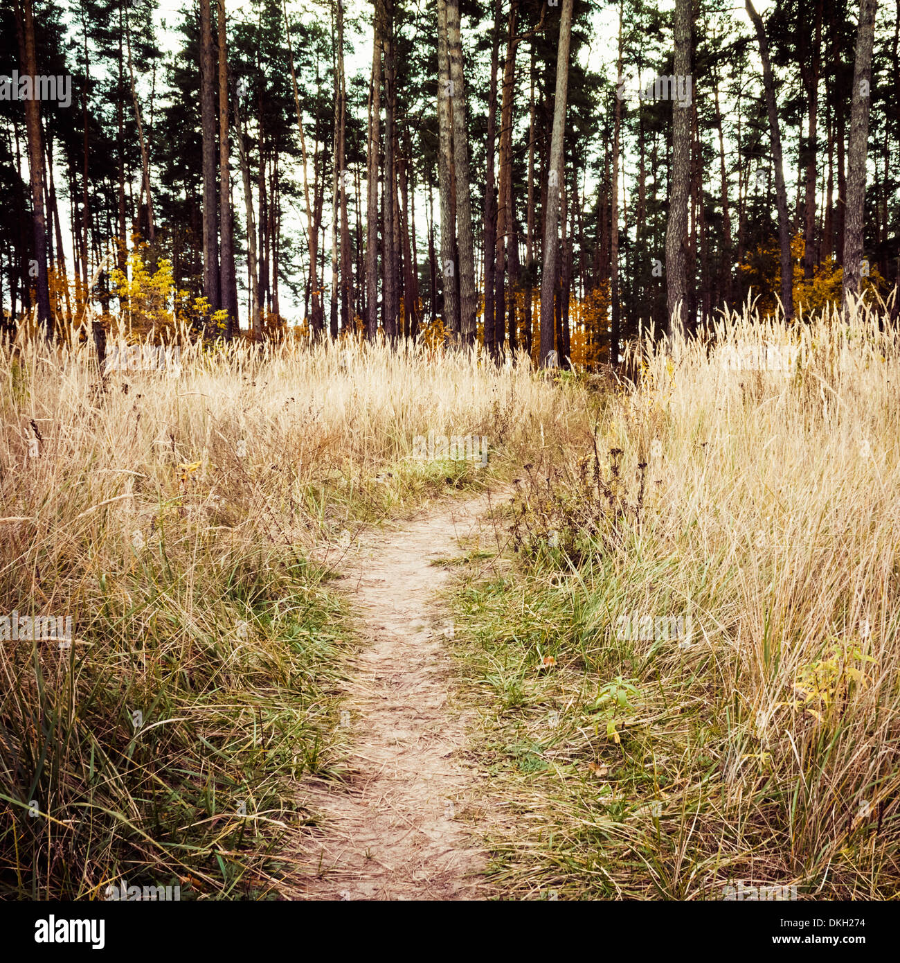 Path, footpath through a forest with dark trees and yellow dry grass ...