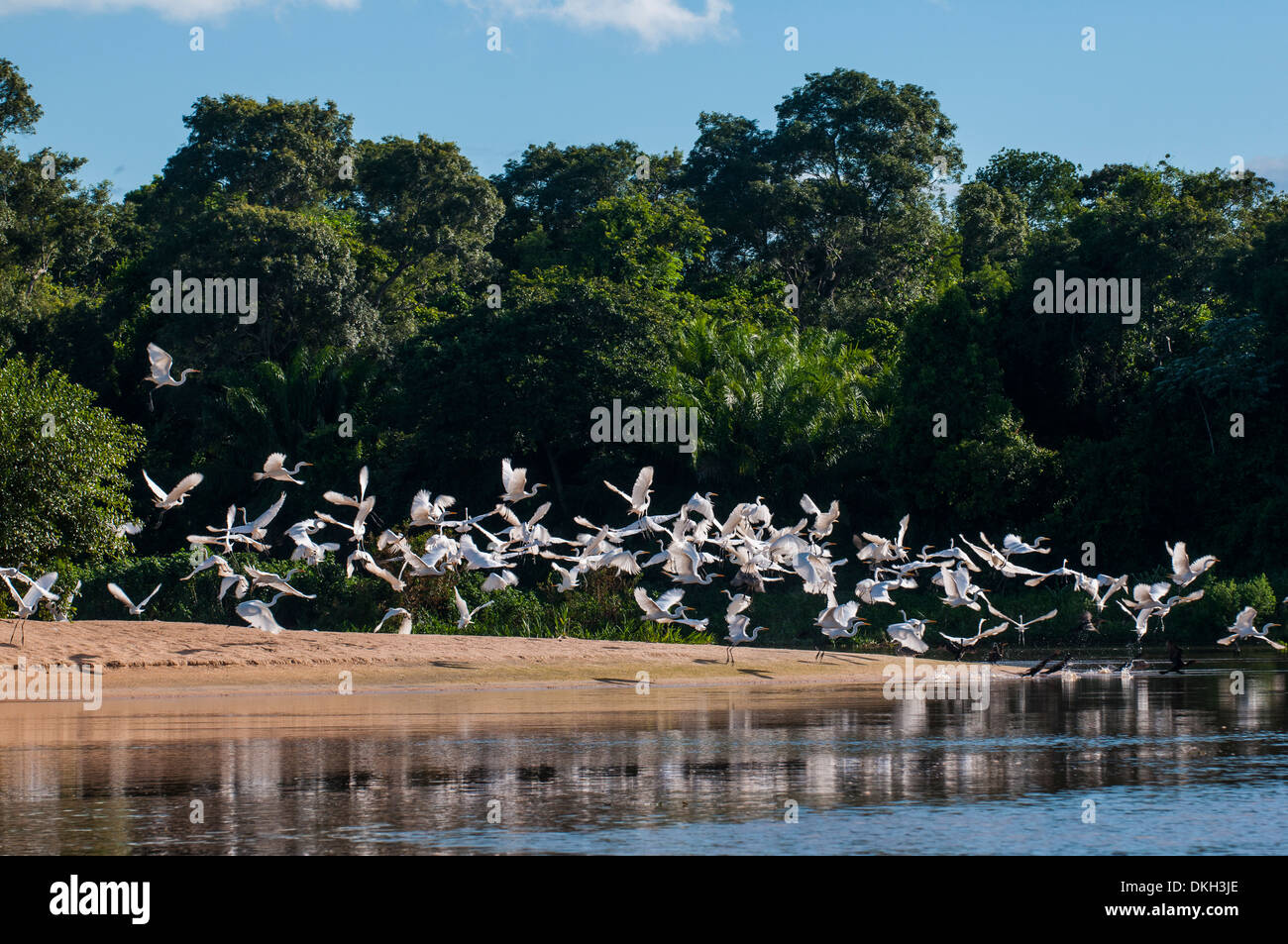 Pantanal Conservation Area High Resolution Stock Photography and Images ...