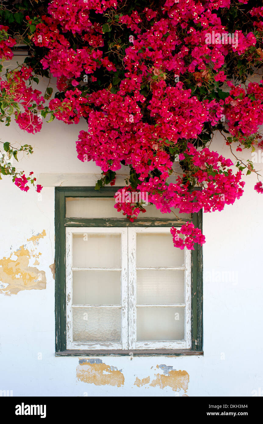 Picturesque old algarvian window with flowers cascade Algarve Portugal ...