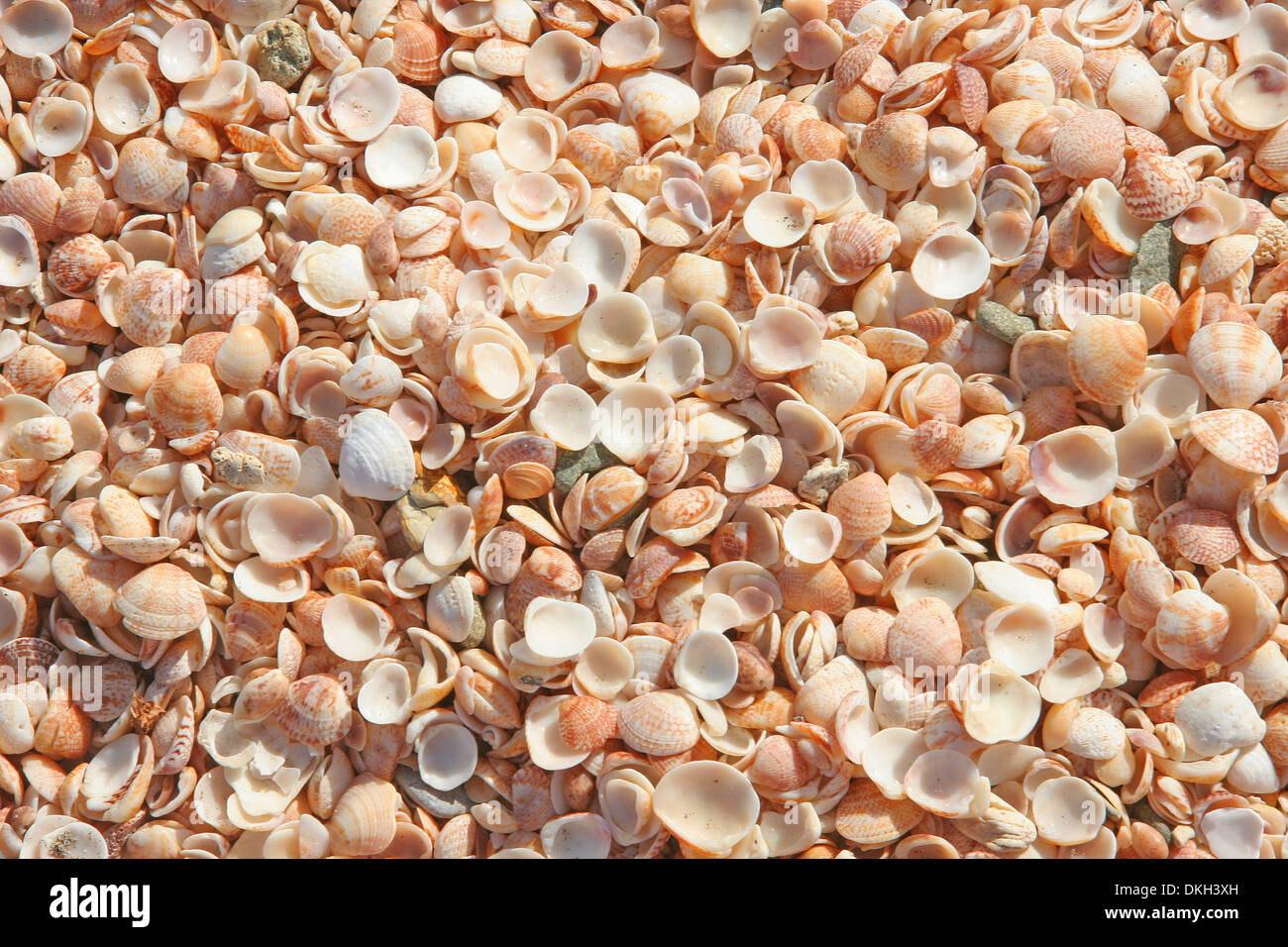 Pale white sea shells hi-res stock photography and images - Alamy