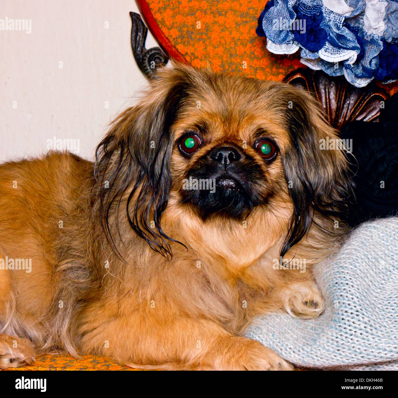 Pekines hi-res stock photography and images - Alamy