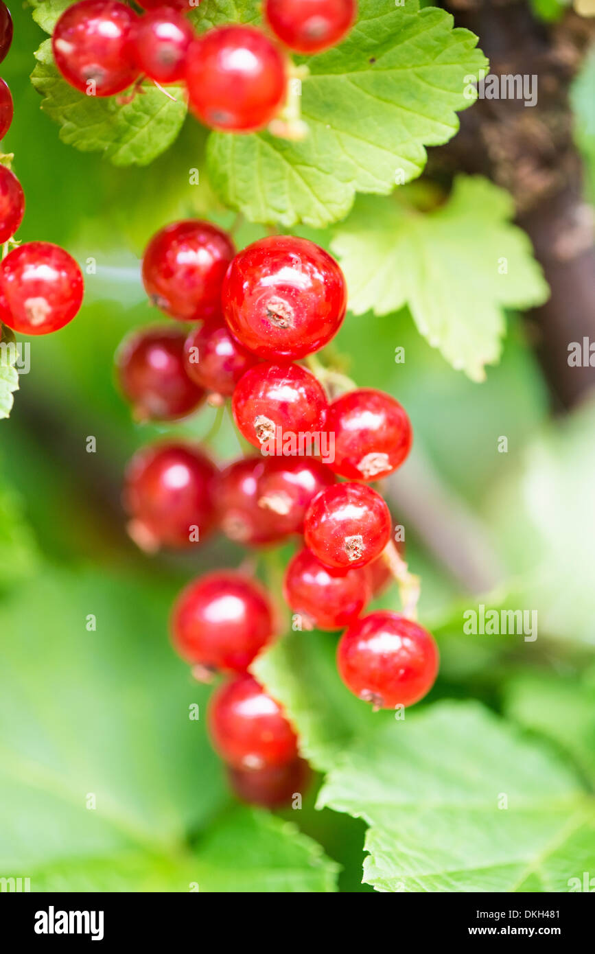 Growing in a garden hi-res stock photography and images - Alamy