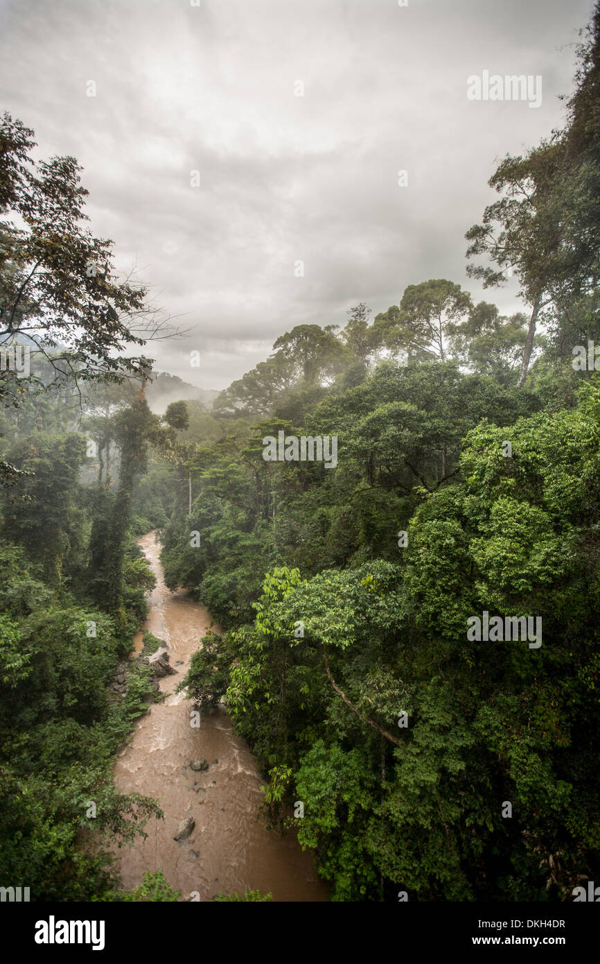 Danum Valley, Sabah, Malaysian Borneo, Malaysia, Southeast Asia, Asia ...