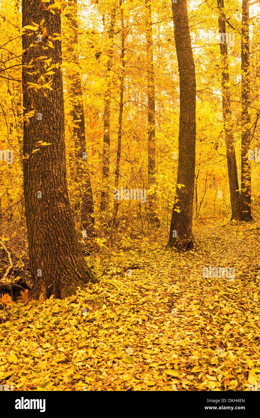 Autumn yellow forest. Background Stock Photo - Alamy