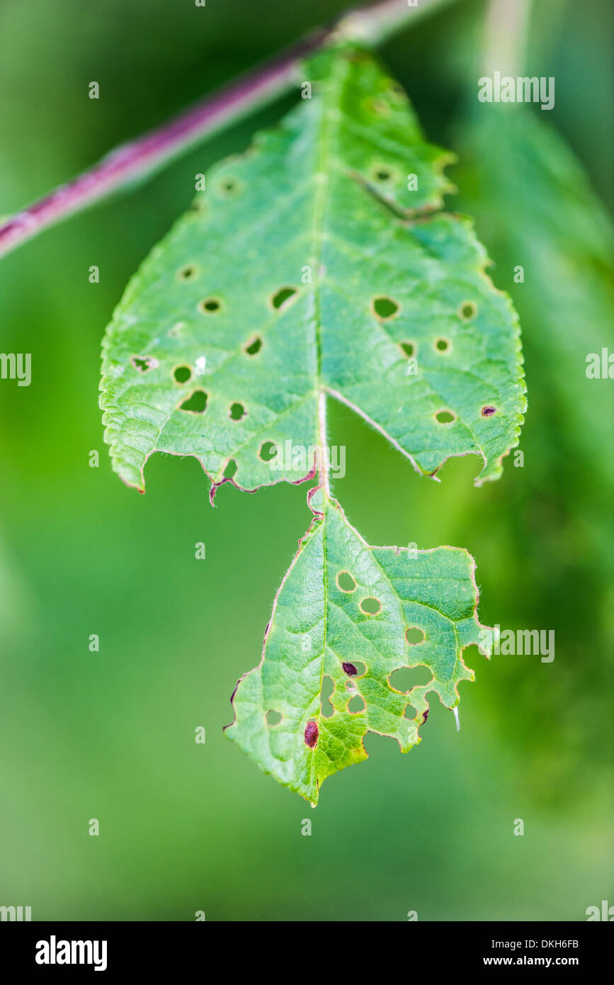 Eaten leaves hi-res stock photography and images - Alamy