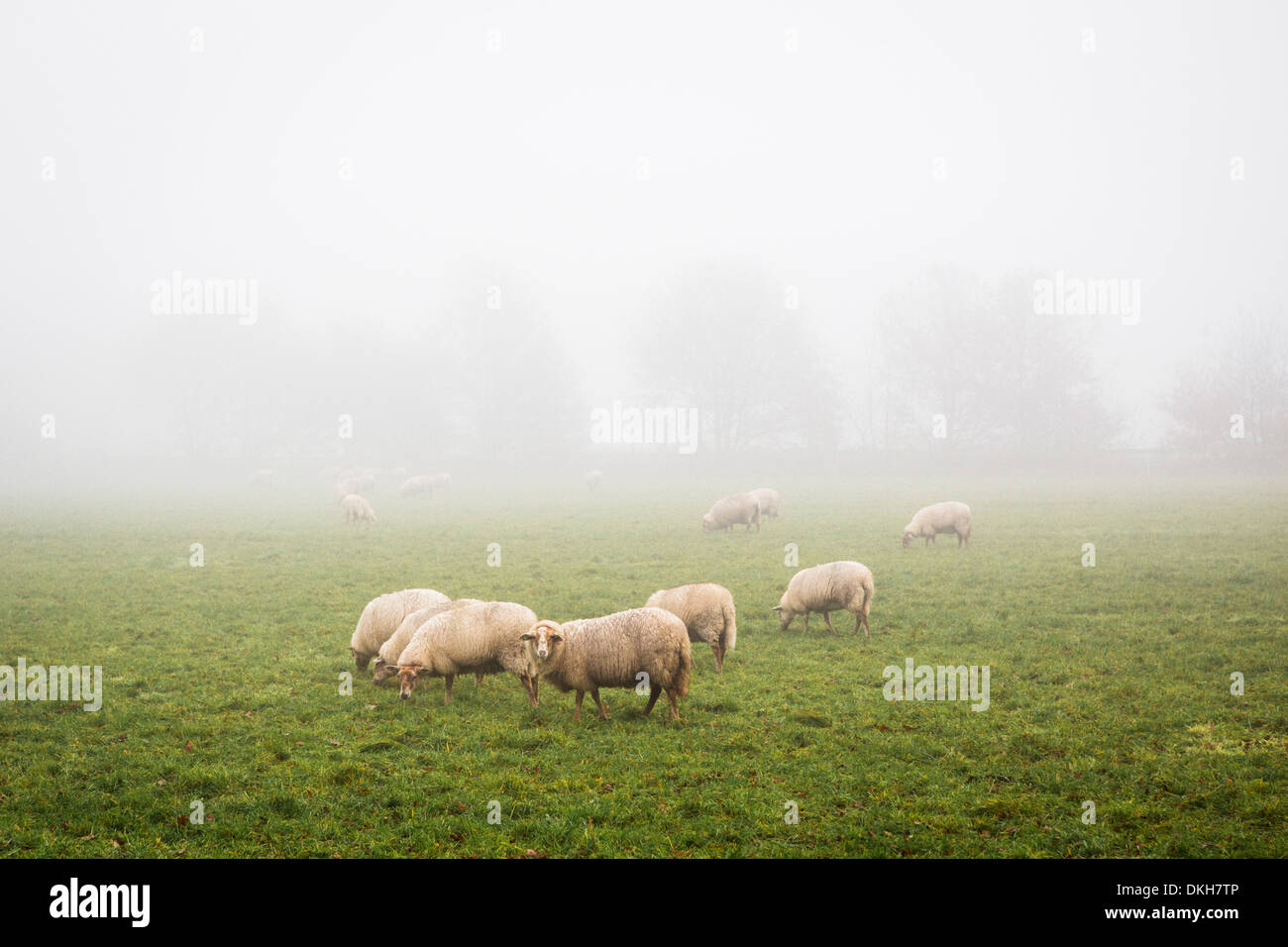 Sheep farming landscape hi-res stock photography and images - Alamy
