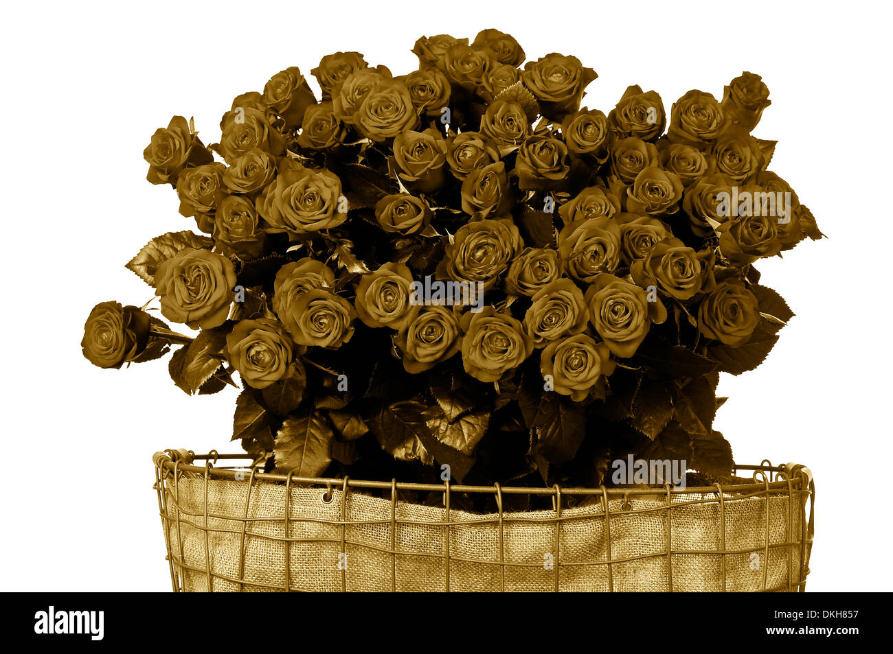 Red roses, a huge bouquet of flowers . Sepia-Tone Stock Photo - Alamy