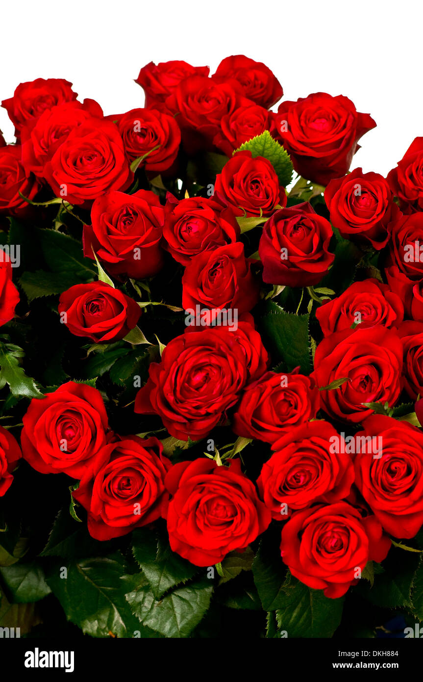 Red roses, a huge bouquet of flowers Stock Photo - Alamy