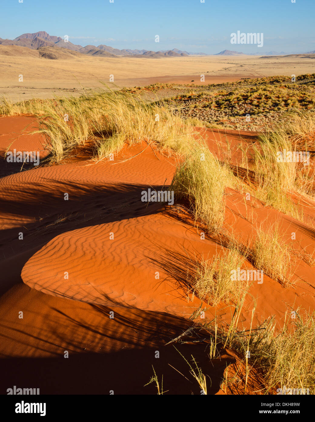 The red oxidised sand of the NamibRand dunes, Namib Desert, Namibia ...