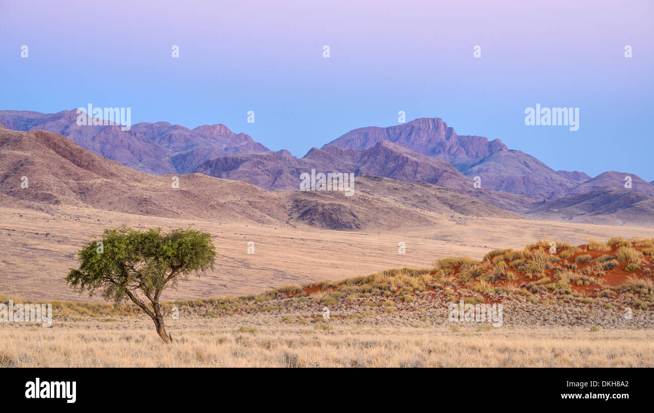 Acacia tree, dunes and mountains at dusk, NamibRand, Namib Desert ...
